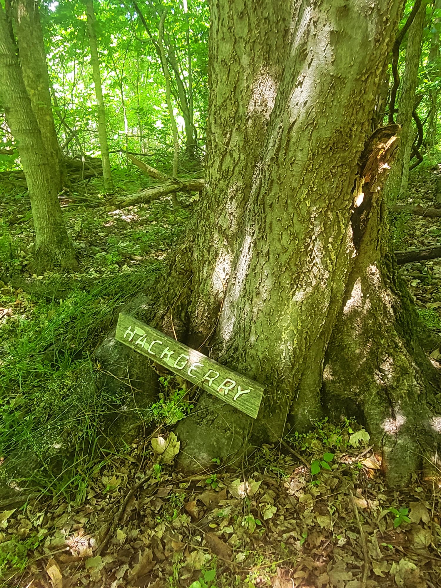 Exploring the Ancient Wonders of Wickliffe Mounds State Historic Site