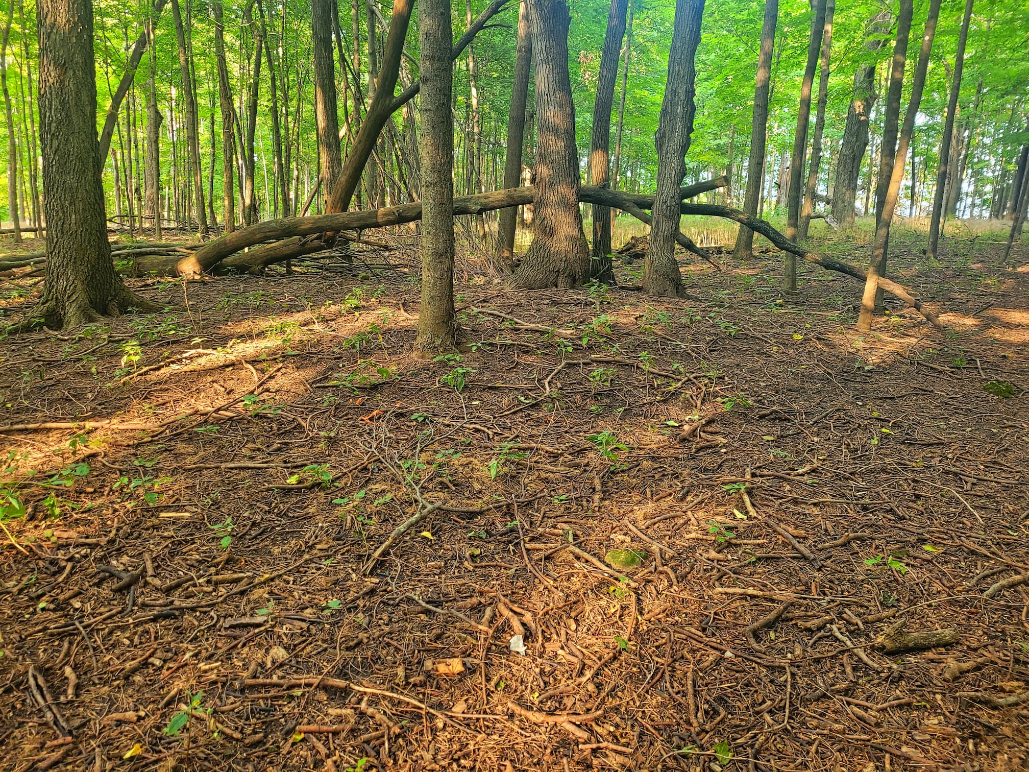 Calumet County Park Campground: Tips, Reviews, and Activities