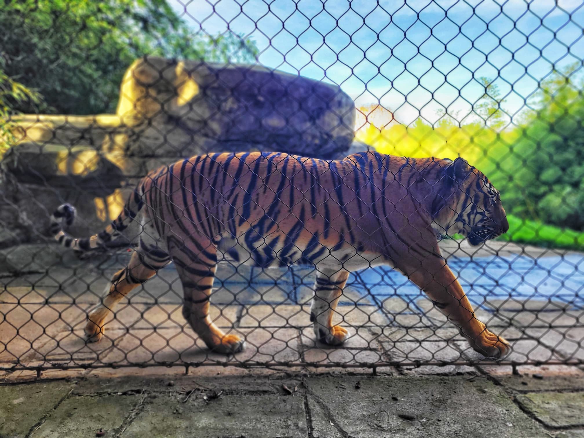 Everything You Need to Know for a Great Day at Zoo Knoxville