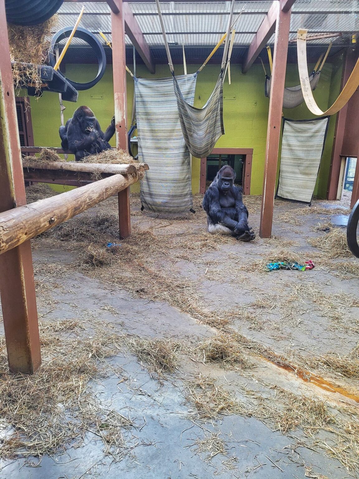Everything You Need to Know for a Great Day at Zoo Knoxville