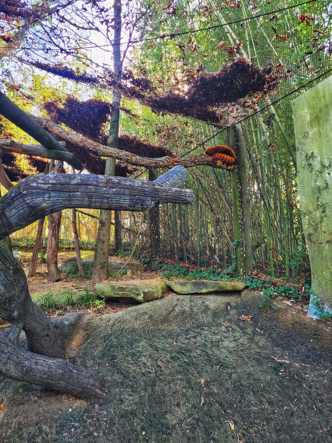 Everything You Need to Know for a Great Day at Zoo Knoxville