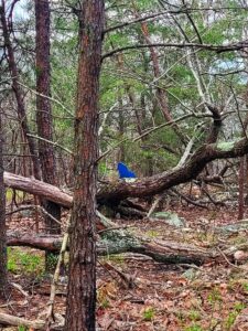 Cheaha State Park for Highpointers: What to Expect at Alabama’s Highest ...