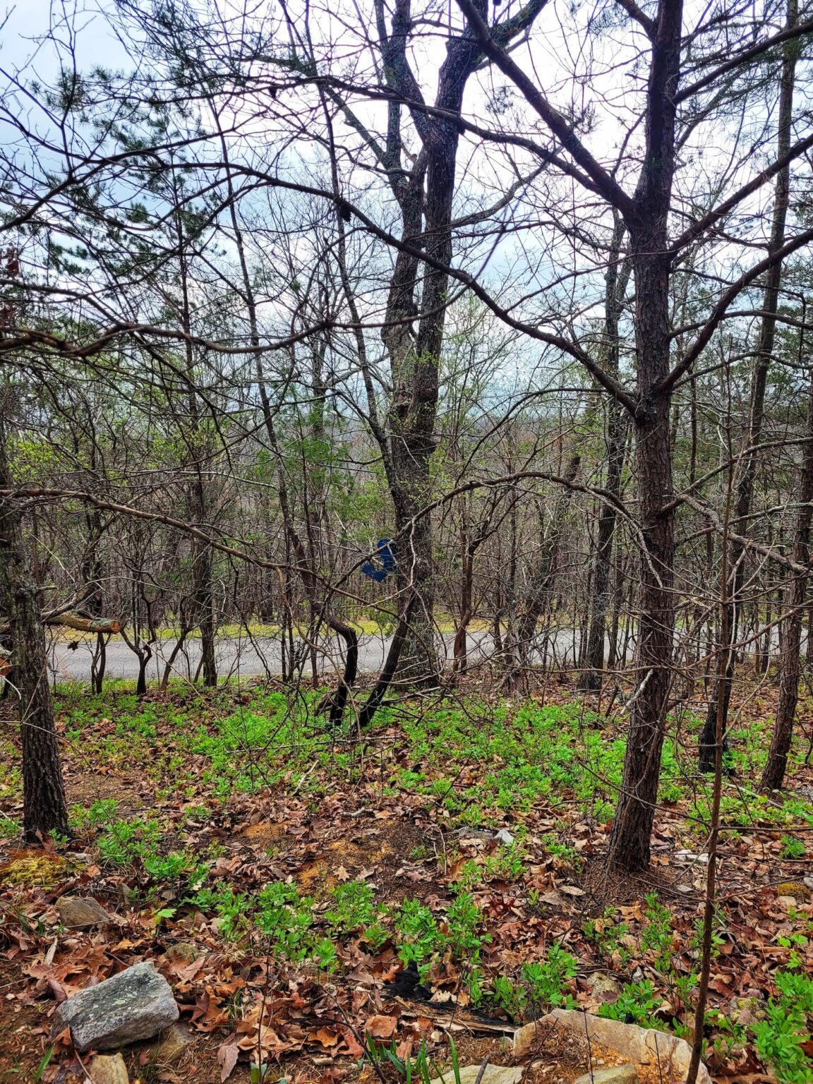 Cheaha State Park for Highpointers: What to Expect at Alabama’s Highest ...